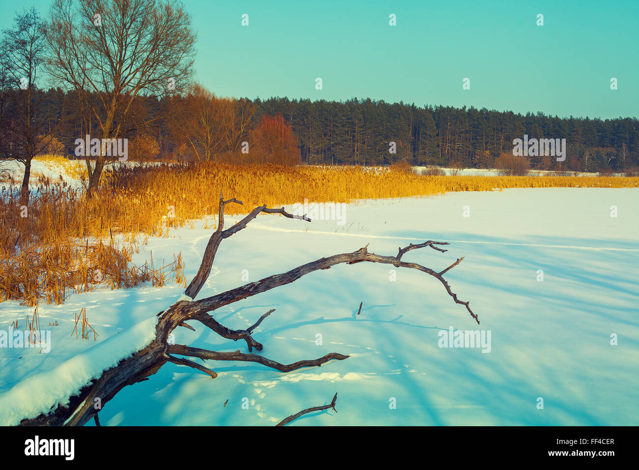 Snowy field with fallen dry tree Stock Photo - Alamy
