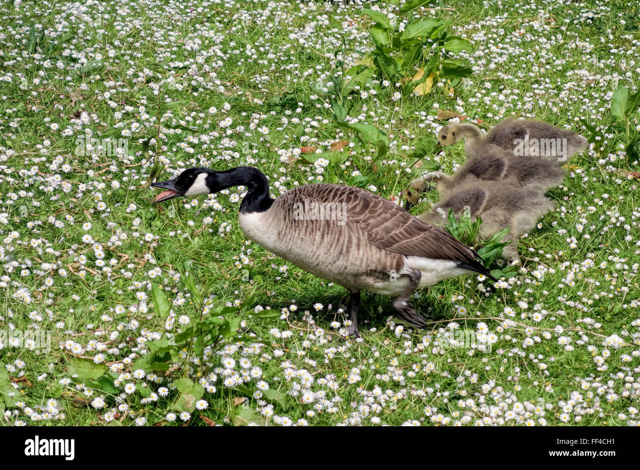 Canada Goose (branta canadensis) and goslings Stock Photo - Alamy