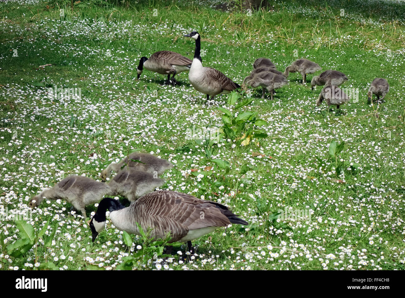 Canada Goose (branta canadensis) and goslings Stock Photo - Alamy