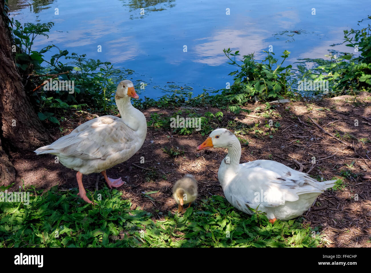 Domesticated geese hi-res stock photography and images - Alamy