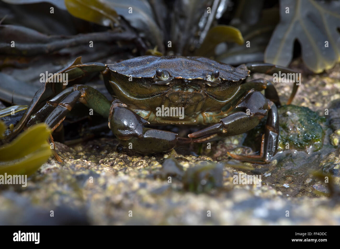 Green Shore Crab (Carcinus Maenus Stock Photo - Alamy