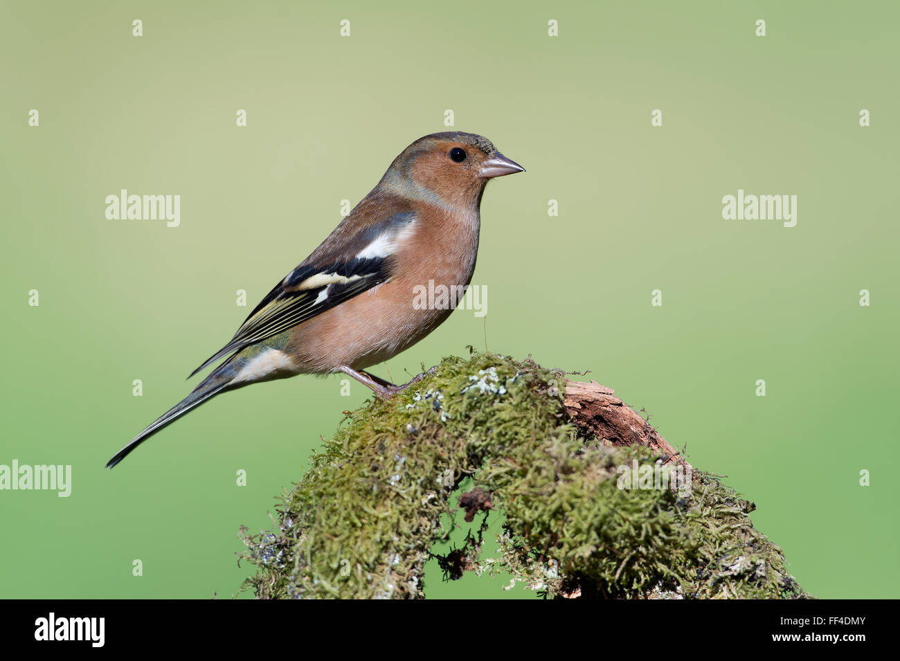 Fringilla hi-res stock photography and images - Alamy