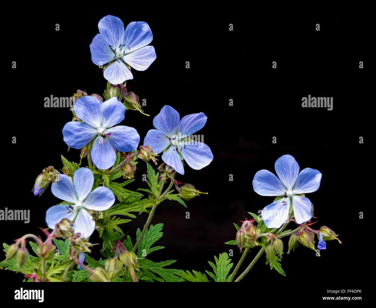 Geranium pratense black white hi-res stock photography and images - Alamy