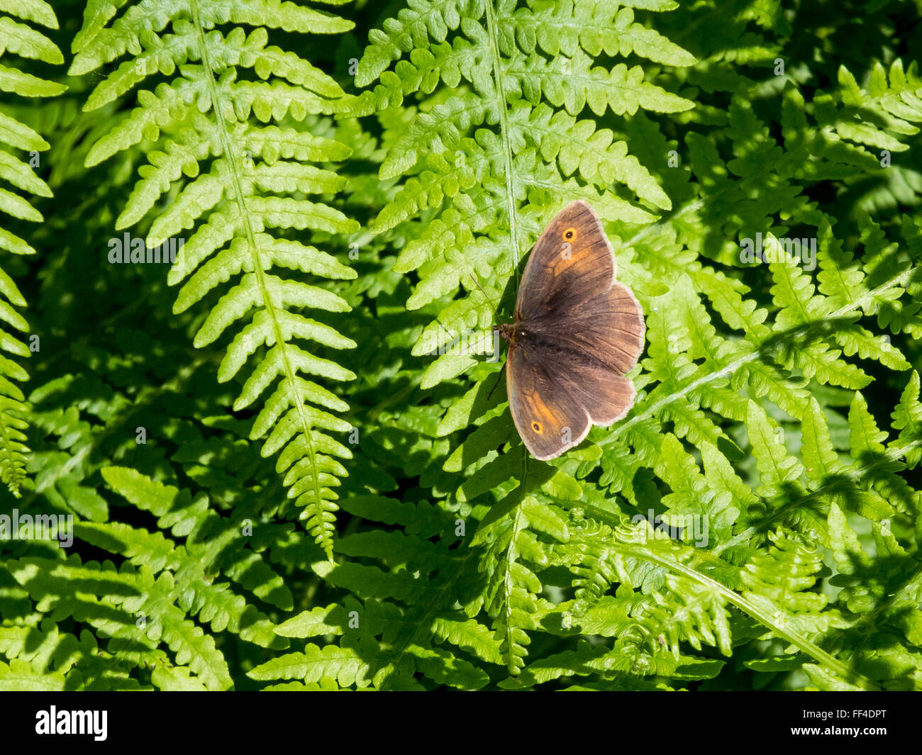Small Heath (Coenonympha pamphilus) butterfly Stock Photo - Alamy