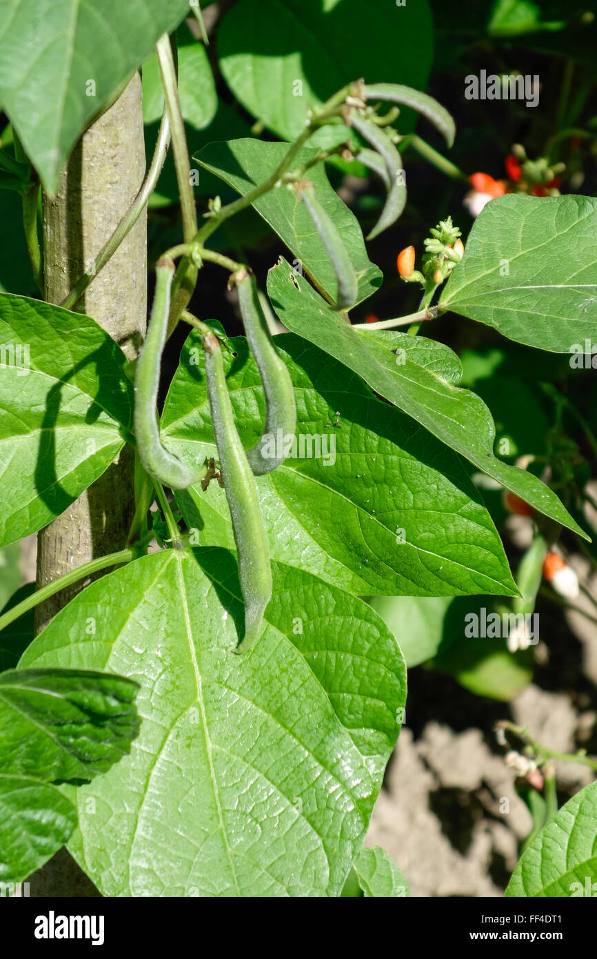 Runner beans poles hi-res stock photography and images - Alamy