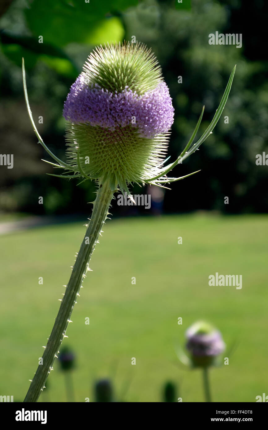 Teasel gb hi-res stock photography and images - Alamy