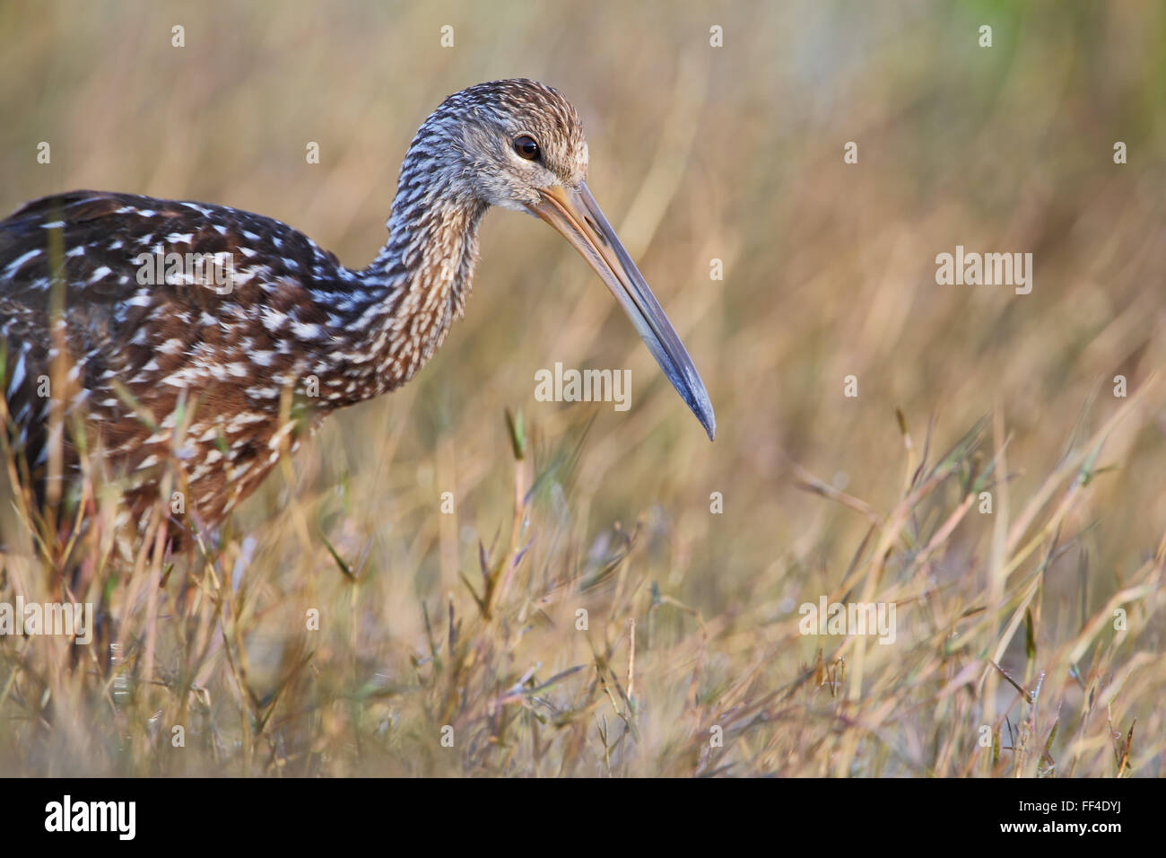 Limpkin (Aramus guarauna) foraging through grassland vegetation, St ...
