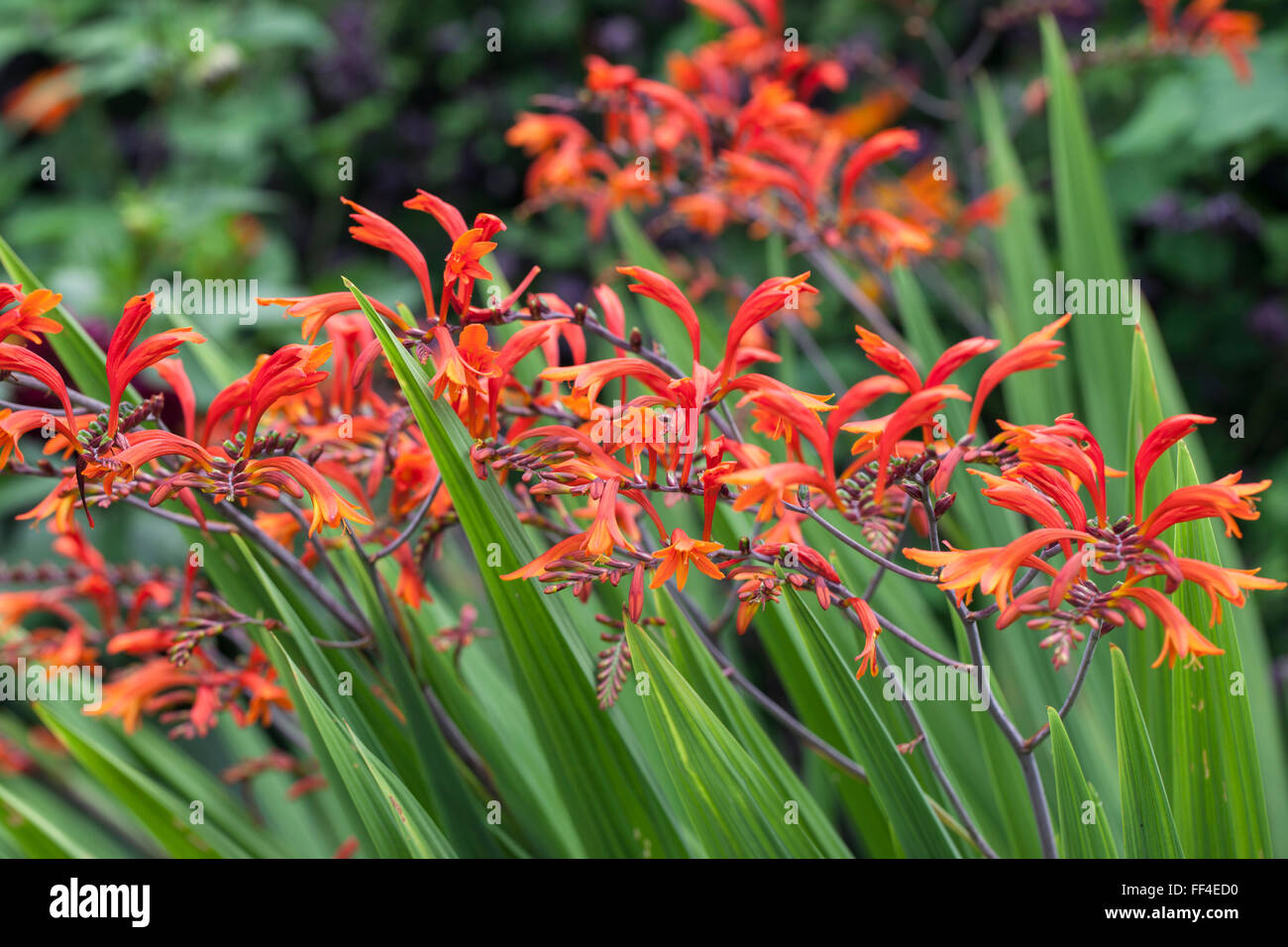 Crocosmia close up hi-res stock photography and images - Alamy