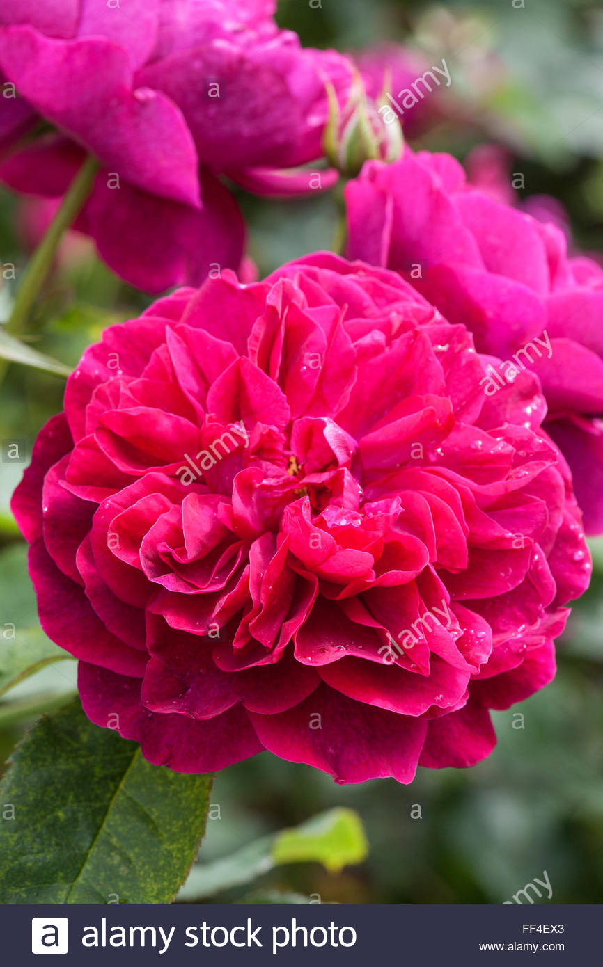 Darcey Stock Photos & Darcey Stock Images - Alamy