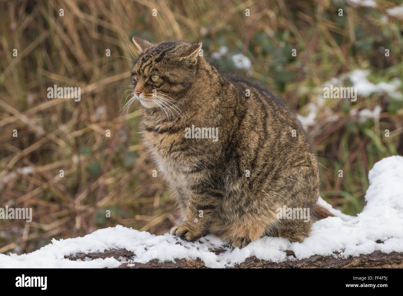 Scottish Wildcat In Snow Stock Photos & Scottish Wildcat In Snow Stock ...