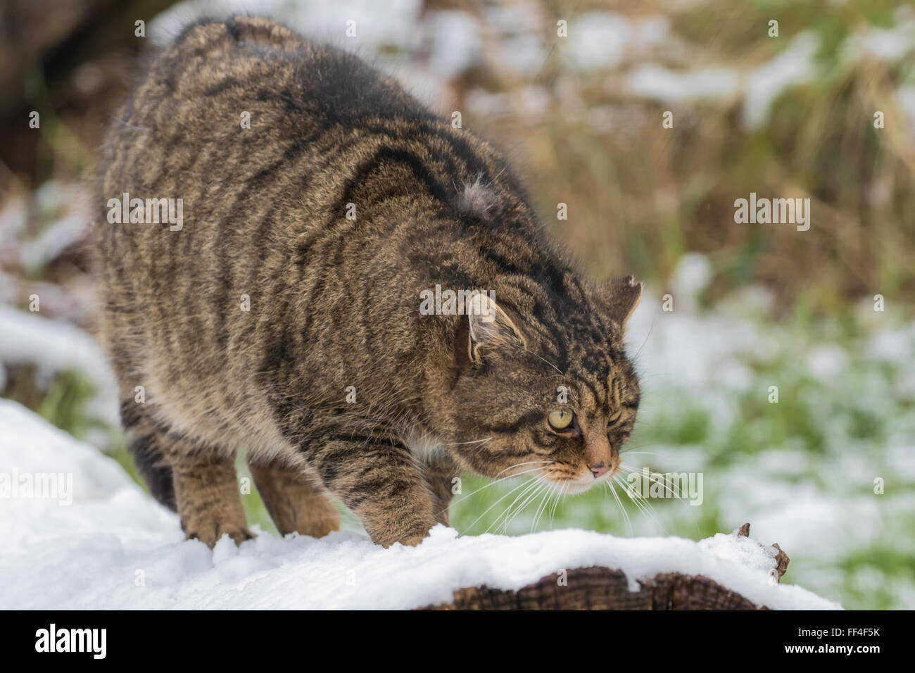 Scottish Wildcat on Tree Branch Covered in Snow Stock Photo - Alamy