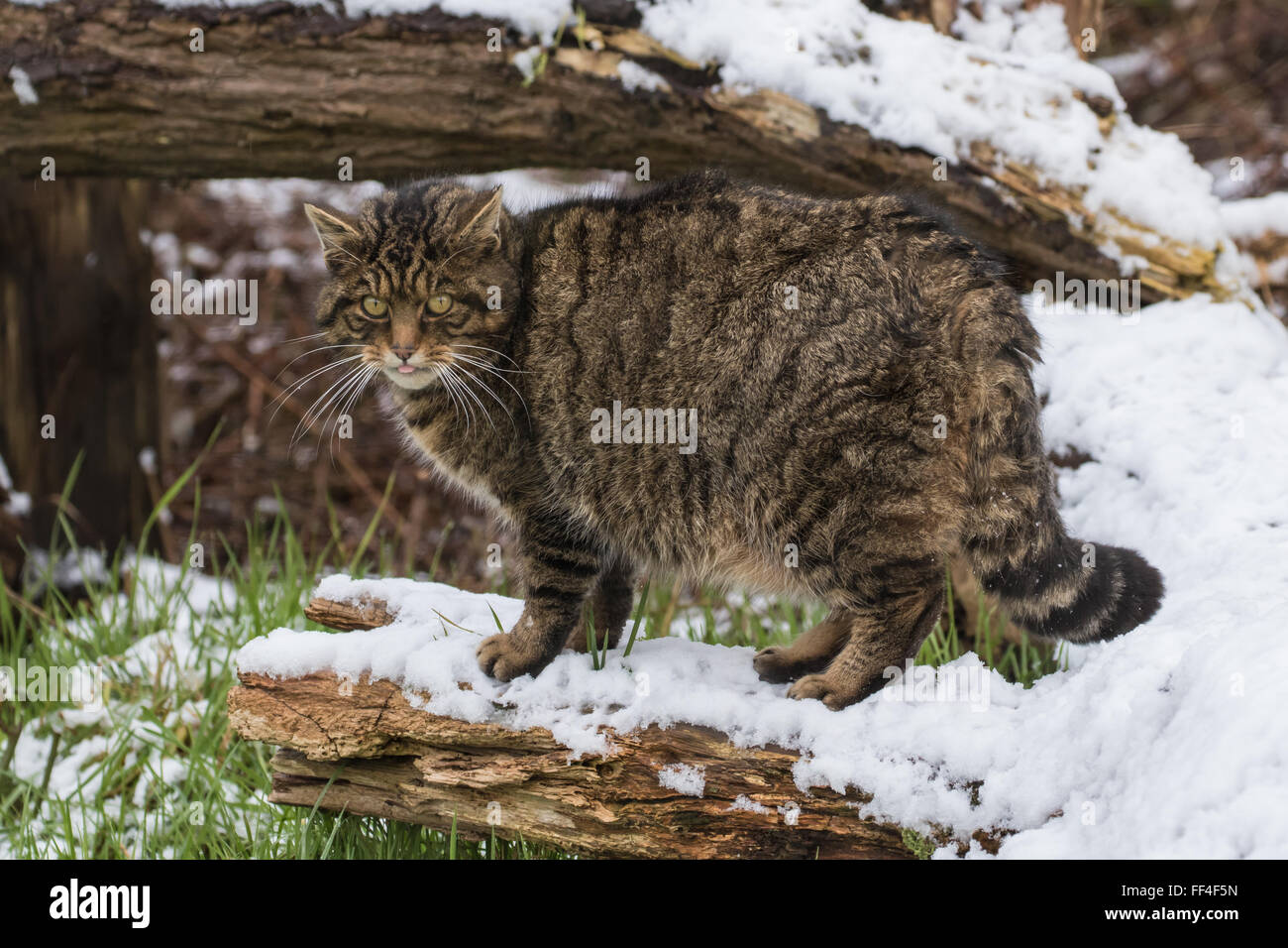 Scottish Wildcat on Tree Branch Covered in Snow Stock Photo - Alamy