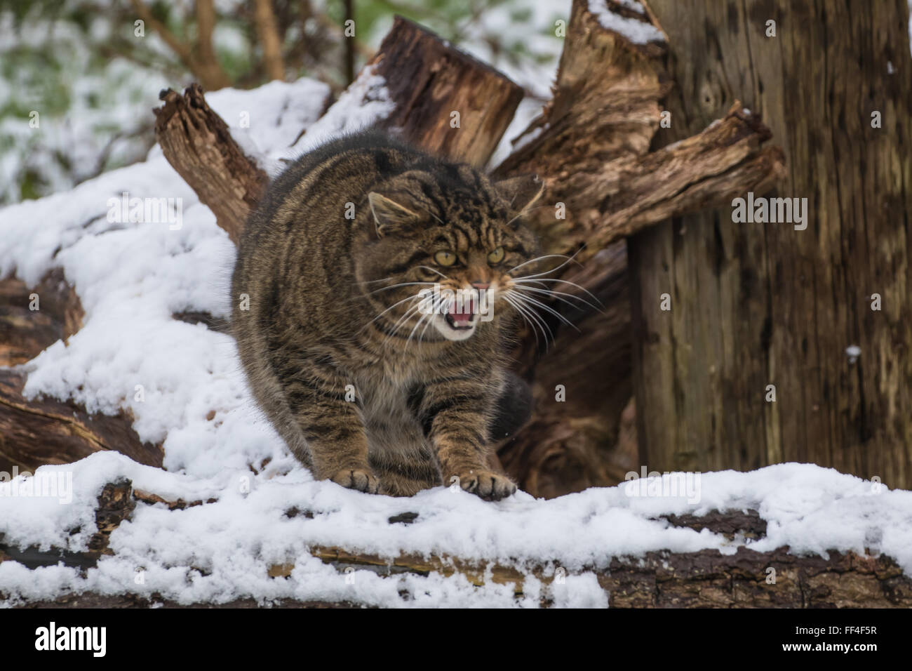 Scottish wildcat uk winter hi-res stock photography and images - Alamy
