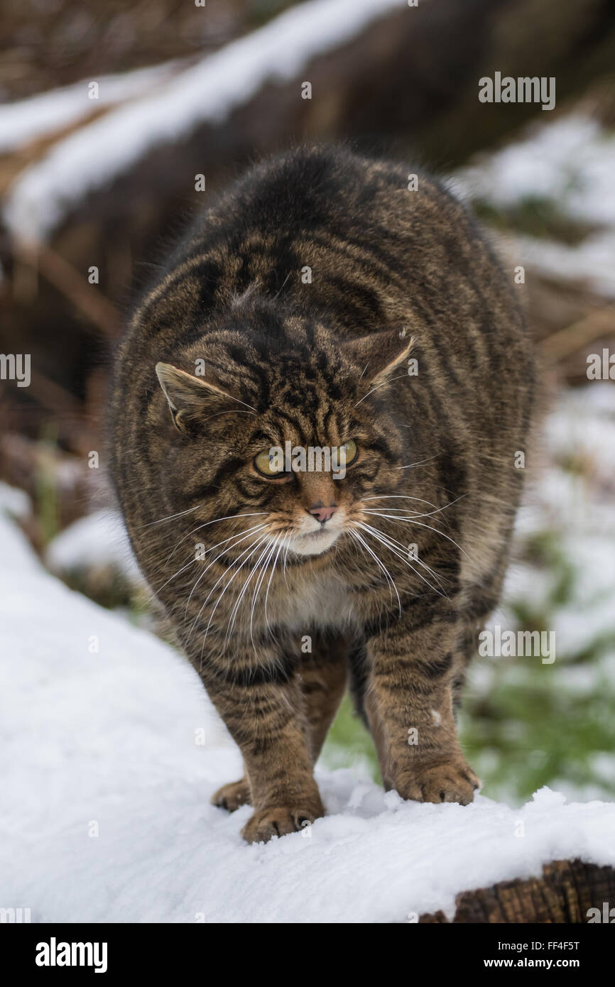 Scottish Wildcat on Tree Branch Covered in Snow Stock Photo - Alamy