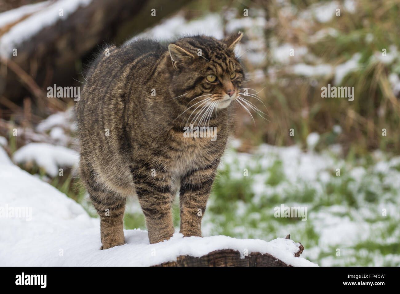 Scottish wildcat snow hi-res stock photography and images - Alamy