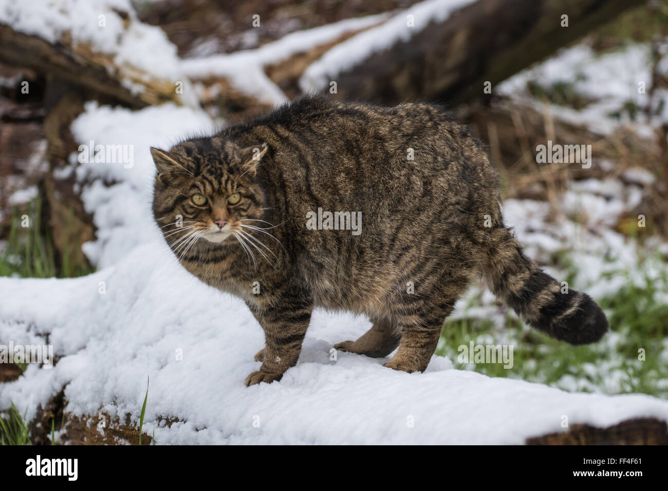 Scottish Wildcat Snow