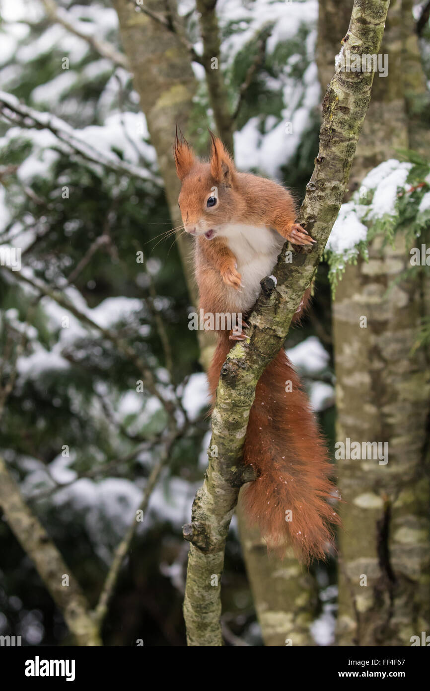Red squirrel snow uk hi-res stock photography and images - Alamy