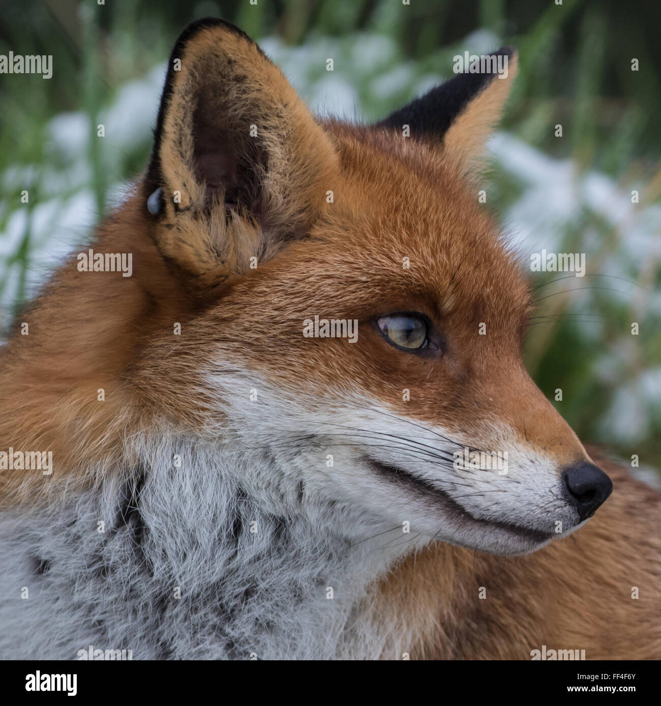 Red Fox in Front of Snowy Bank Stock Photo - Alamy