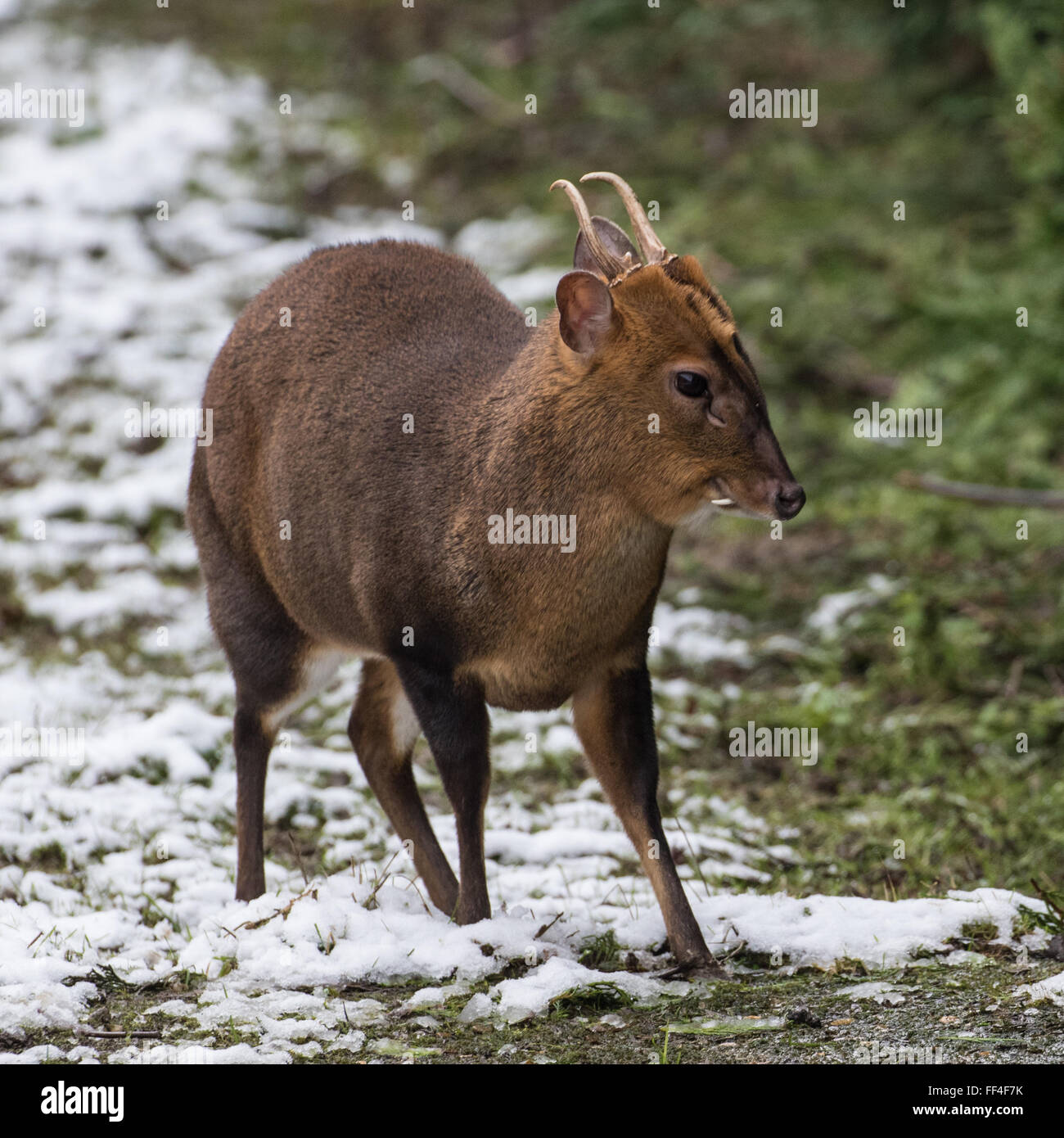 Muntjak High Resolution Stock Photography and Images - Alamy