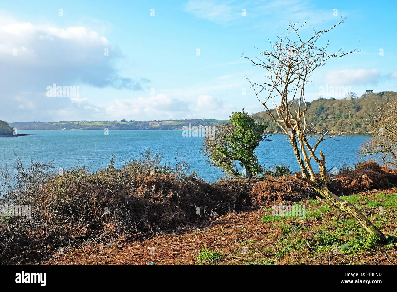 Looking out towards the Carrick Roads on the River Fal in Cornwall ...