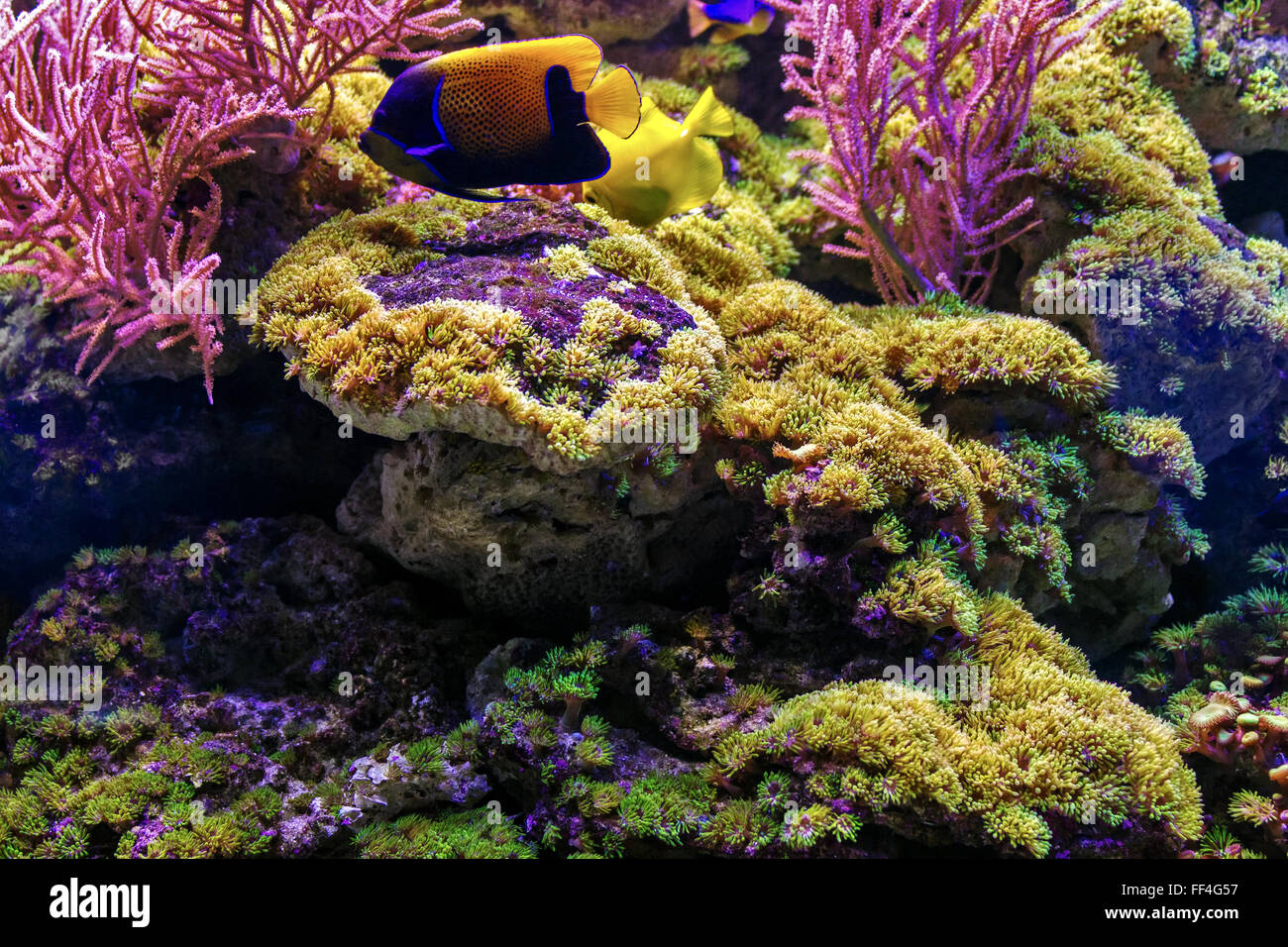 Fish in aquarium Stock Photo - Alamy