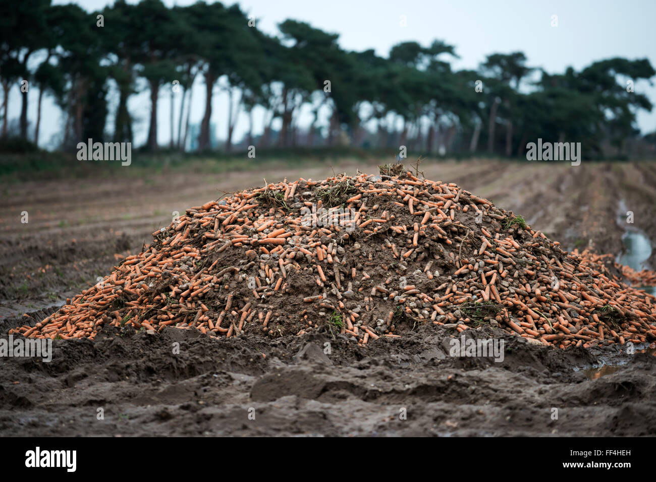 Rotting crops uk hi-res stock photography and images - Alamy