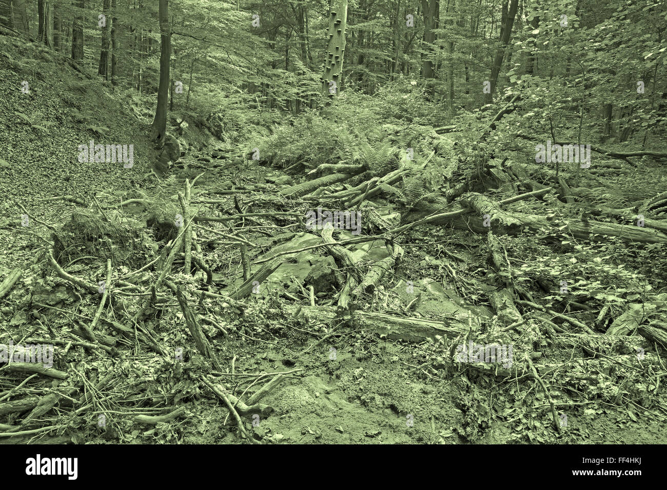 creek in forest of Little Carpathians hills - Slovakia Stock Photo - Alamy