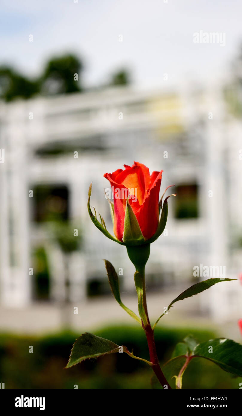 Rozelor hi-res stock photography and images - Alamy