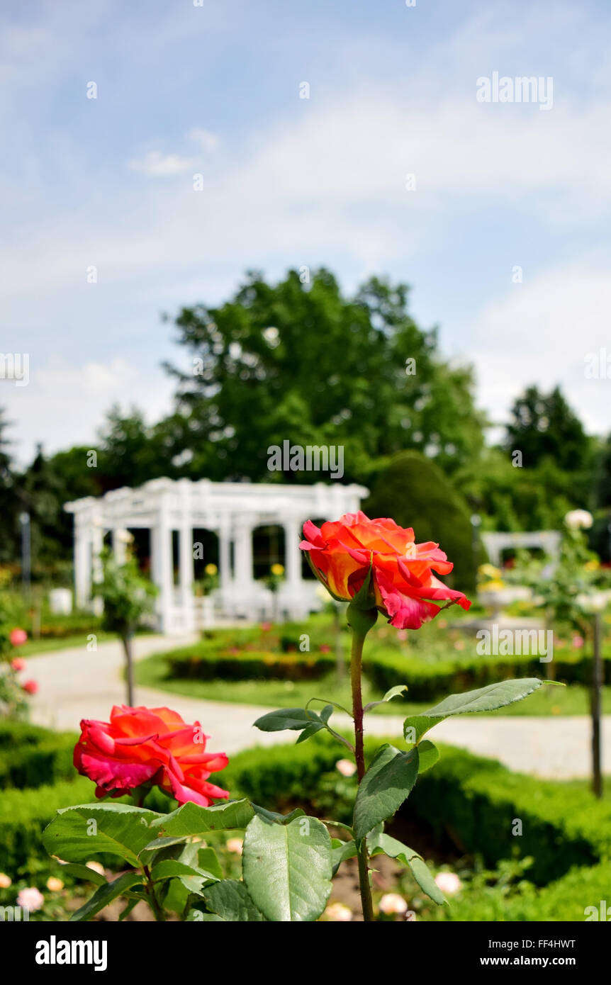photo of a rose in Parc Rozelor Timisoara in the summer Stock Photo - Alamy