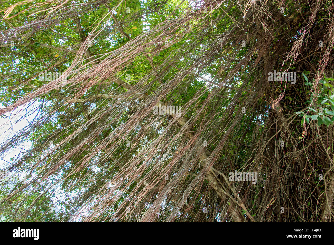 Liana vines hi-res stock photography and images - Alamy