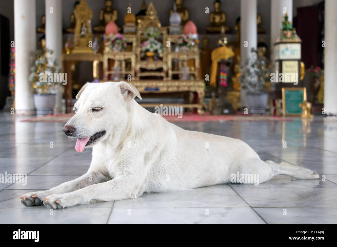 dog lying in front of the altar in a Buddhist temple Stock Photo - Alamy
