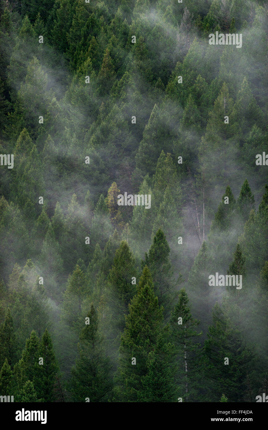 Clouds moving through the pine trees on a mountain side Stock Photo - Alamy