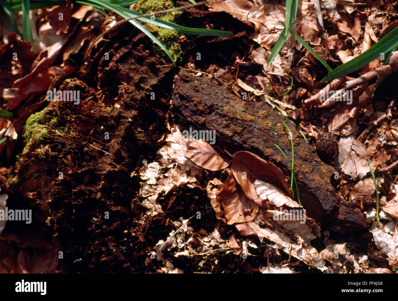 Shrapnel ww1 hi-res stock photography and images - Alamy