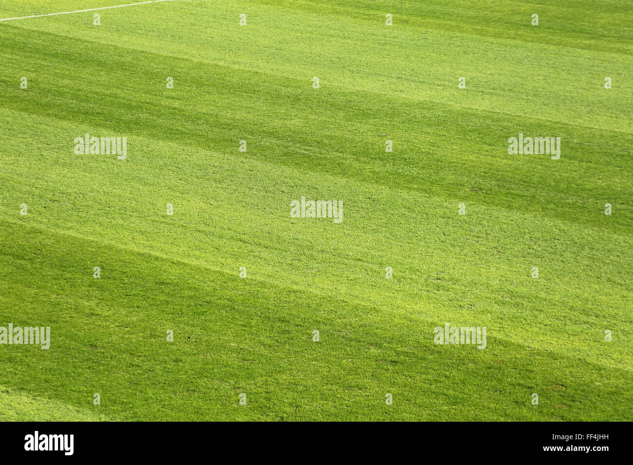 Football or soccer field is made of vibrant green real grass Stock ...