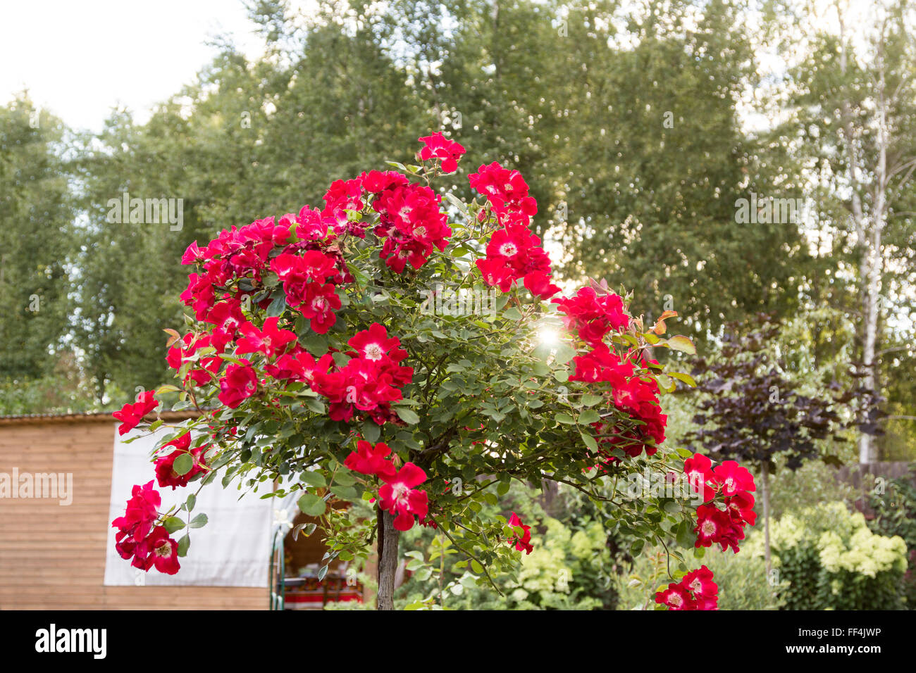 Stam plant hi-res stock photography and images - Alamy