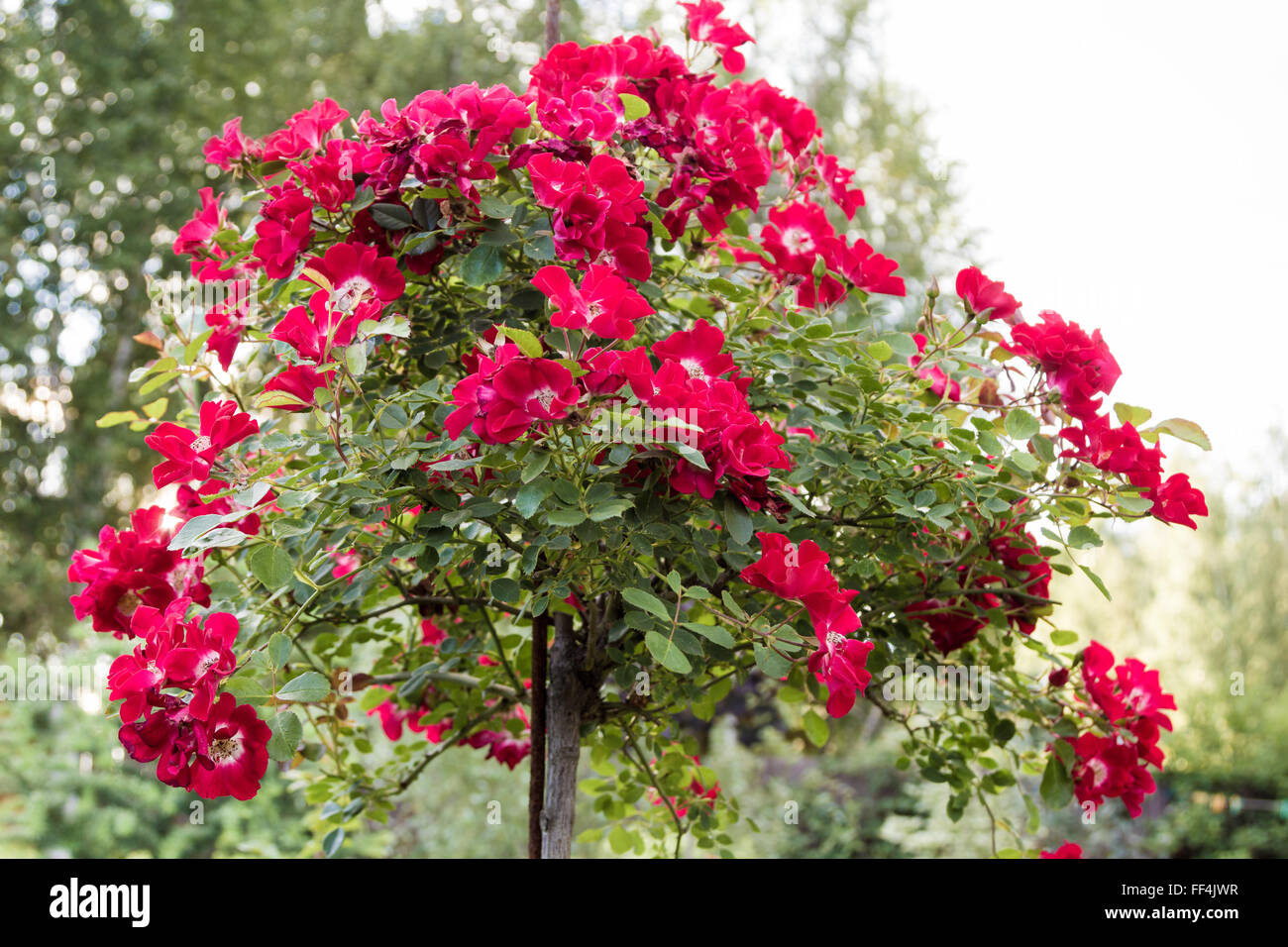 stam red rose on background of the sky Stock Photo - Alamy