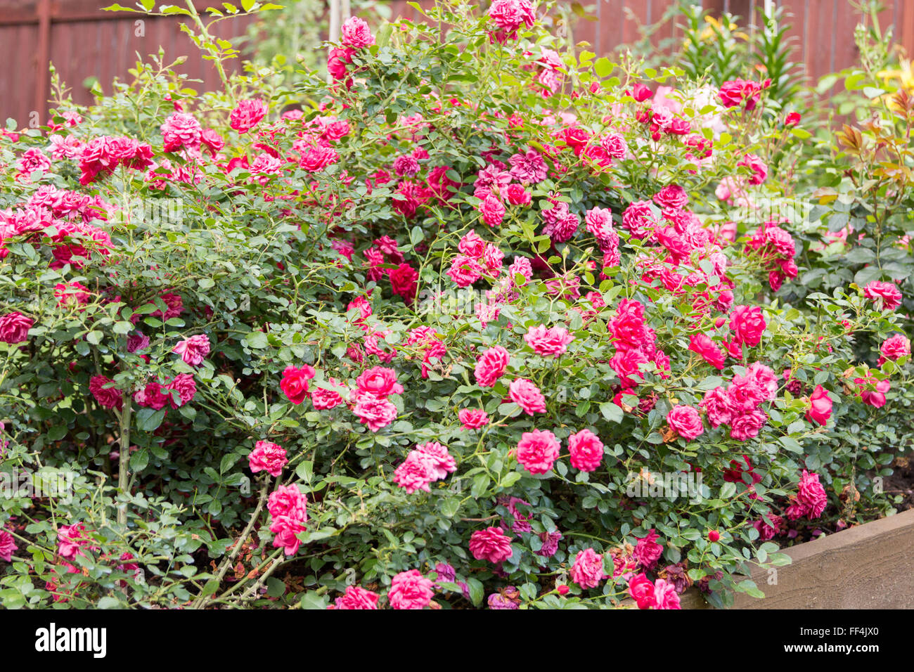 huge bush strewn with flowers of pink rose Stock Photo - Alamy