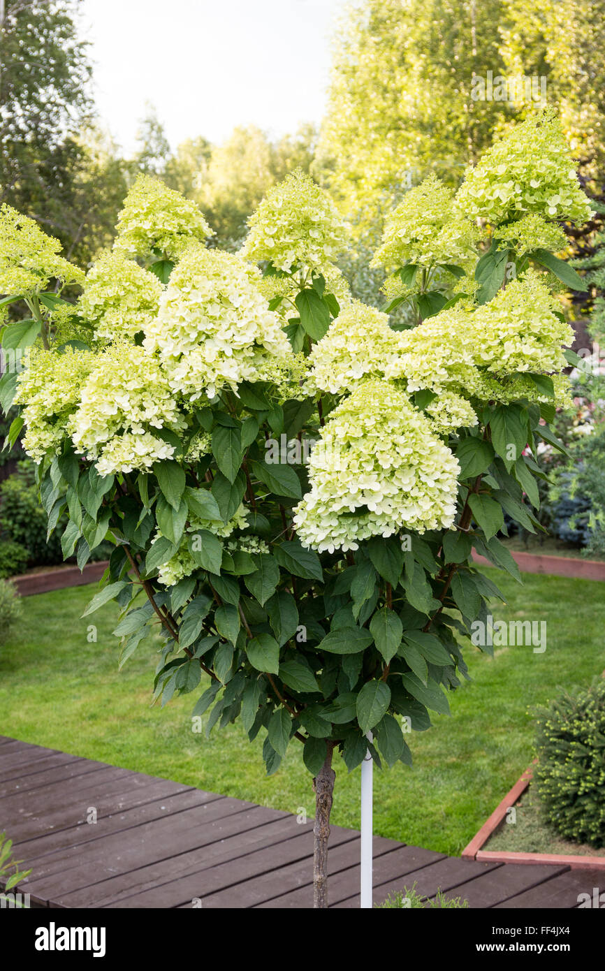 beautiful white blooming stam hydrangea in the garden Stock Photo - Alamy