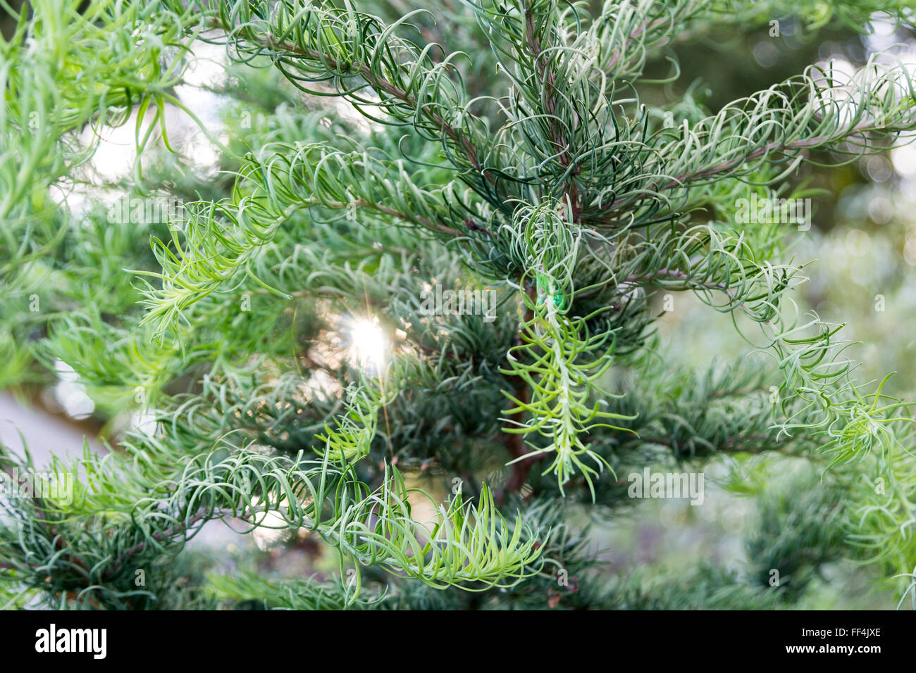 Soft needles hi-res stock photography and images - Alamy