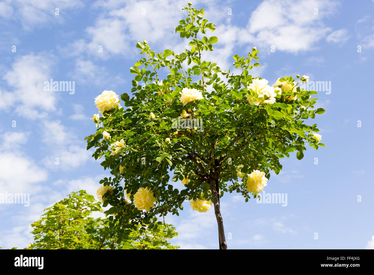 Rose stam hi-res stock photography and images - Alamy