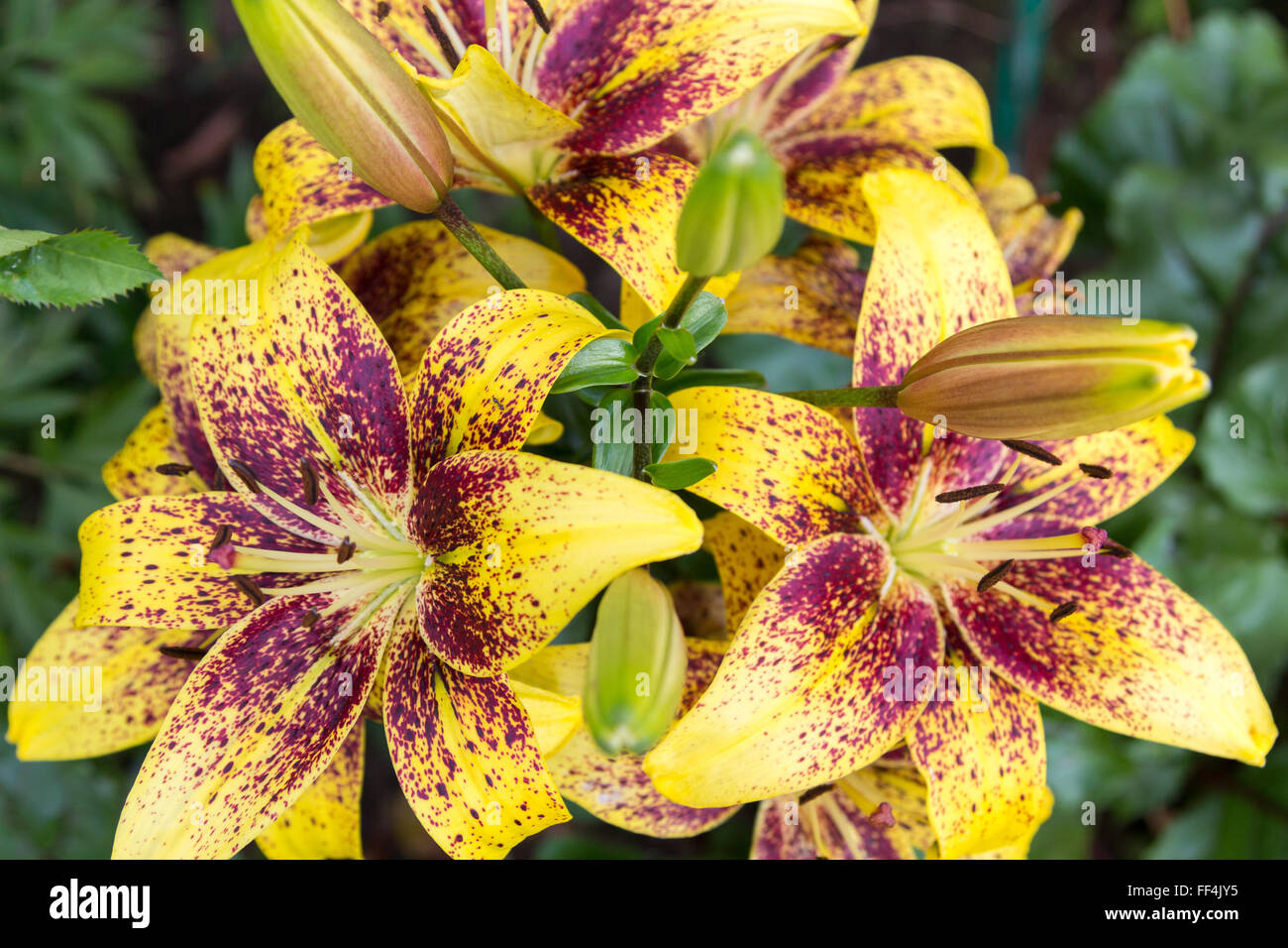 Beautiful yellow lily on a background of foliage Stock Photo - Alamy