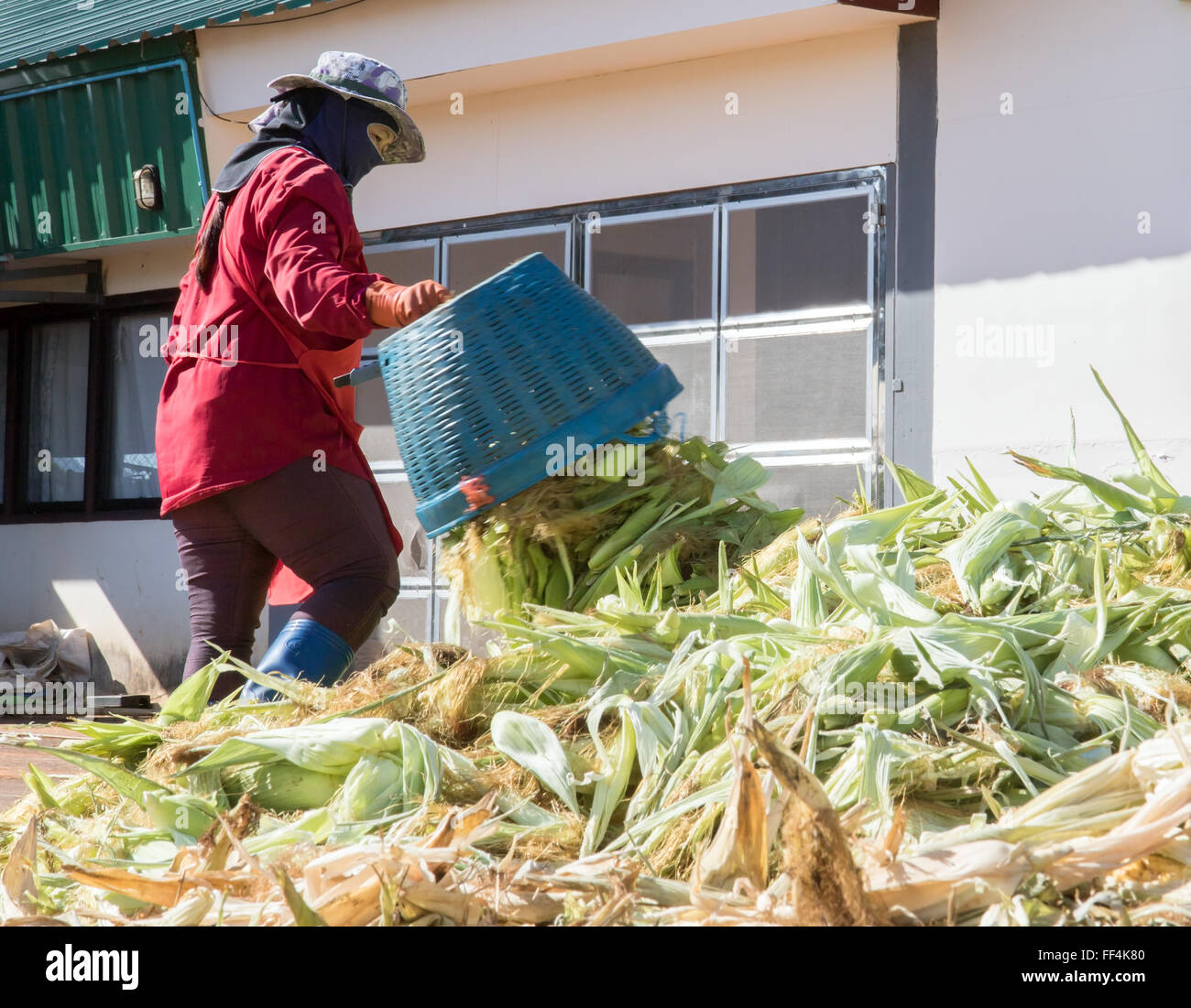 Farmers working with corn Stock Photo - Alamy