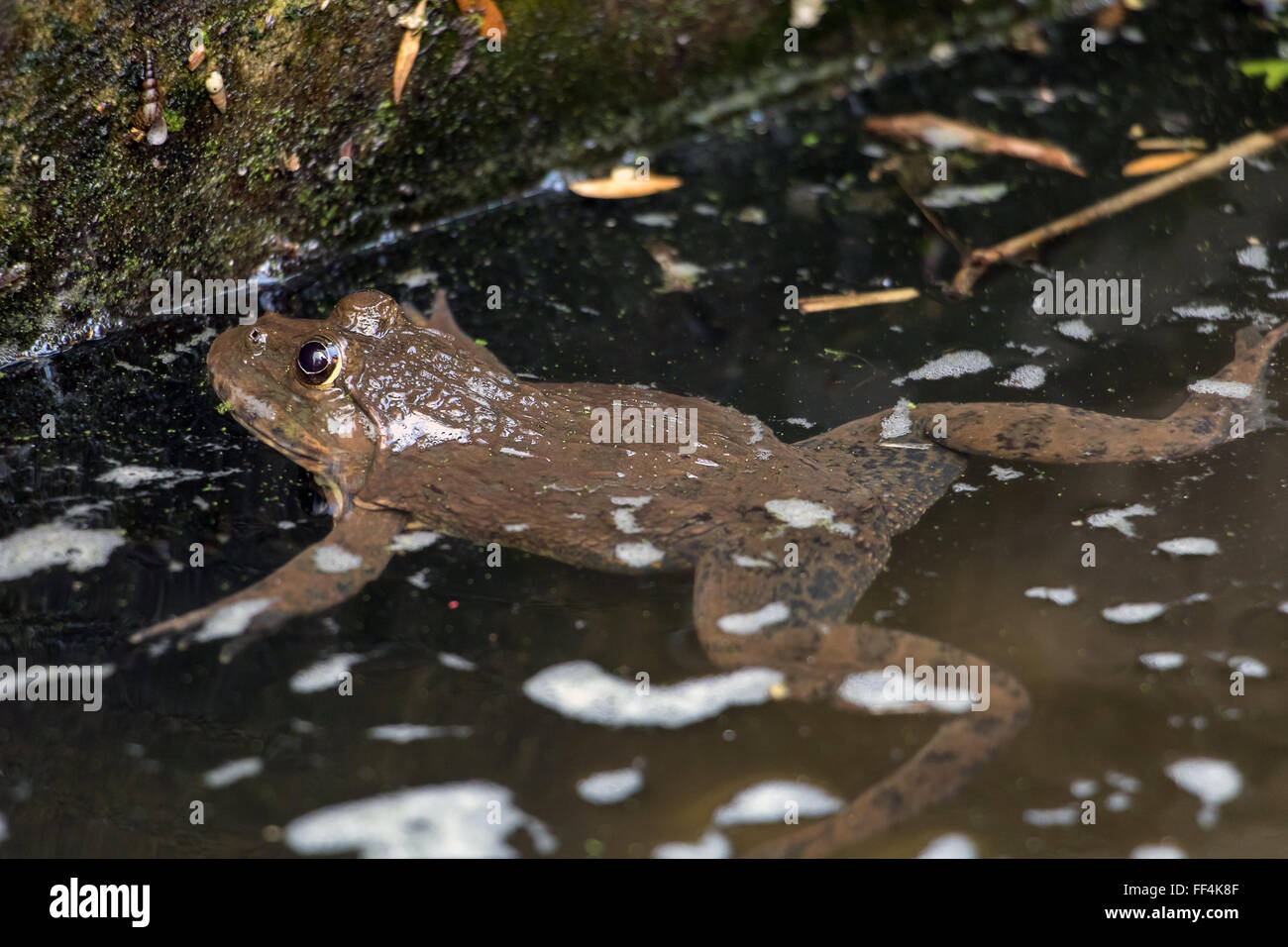 Frog floats in water canal Stock Photo - Alamy