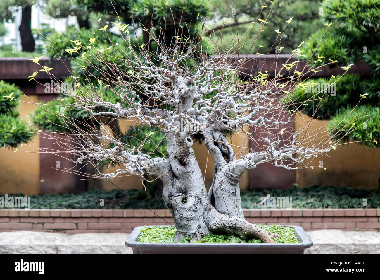 Celtis sinensis hi-res stock photography and images - Alamy