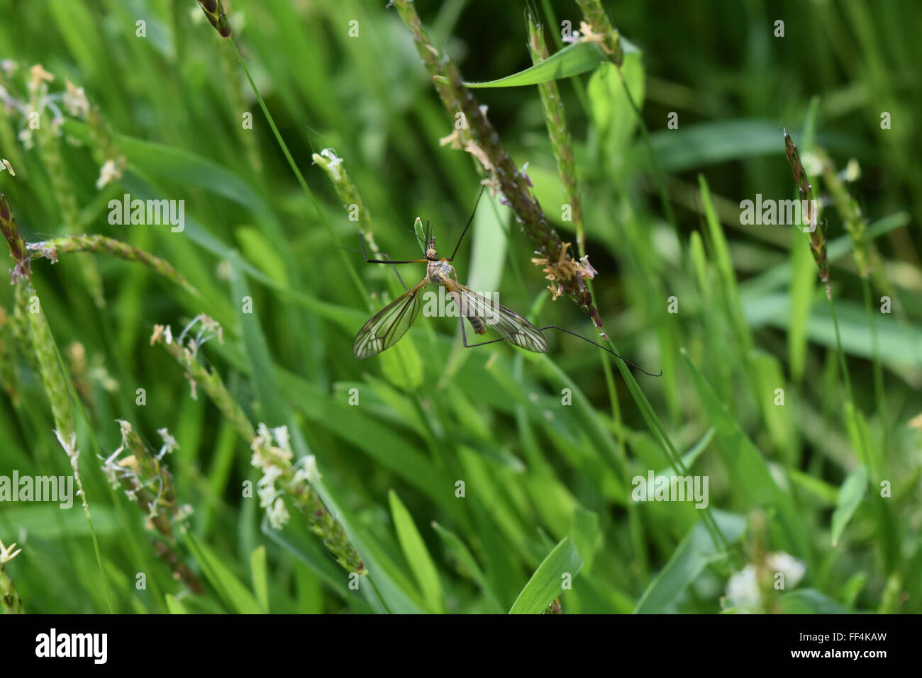 Tipul fuscipennis on stalks of grass. Unusual large insect Stock Photo ...