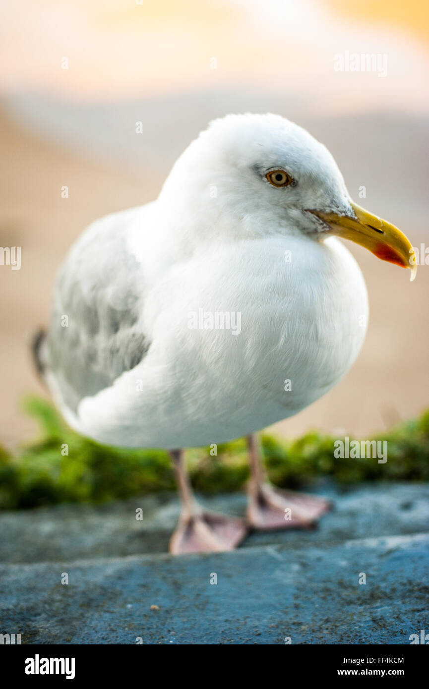 Young seagull close-up,Tenby, Wales Stock Photo - Alamy
