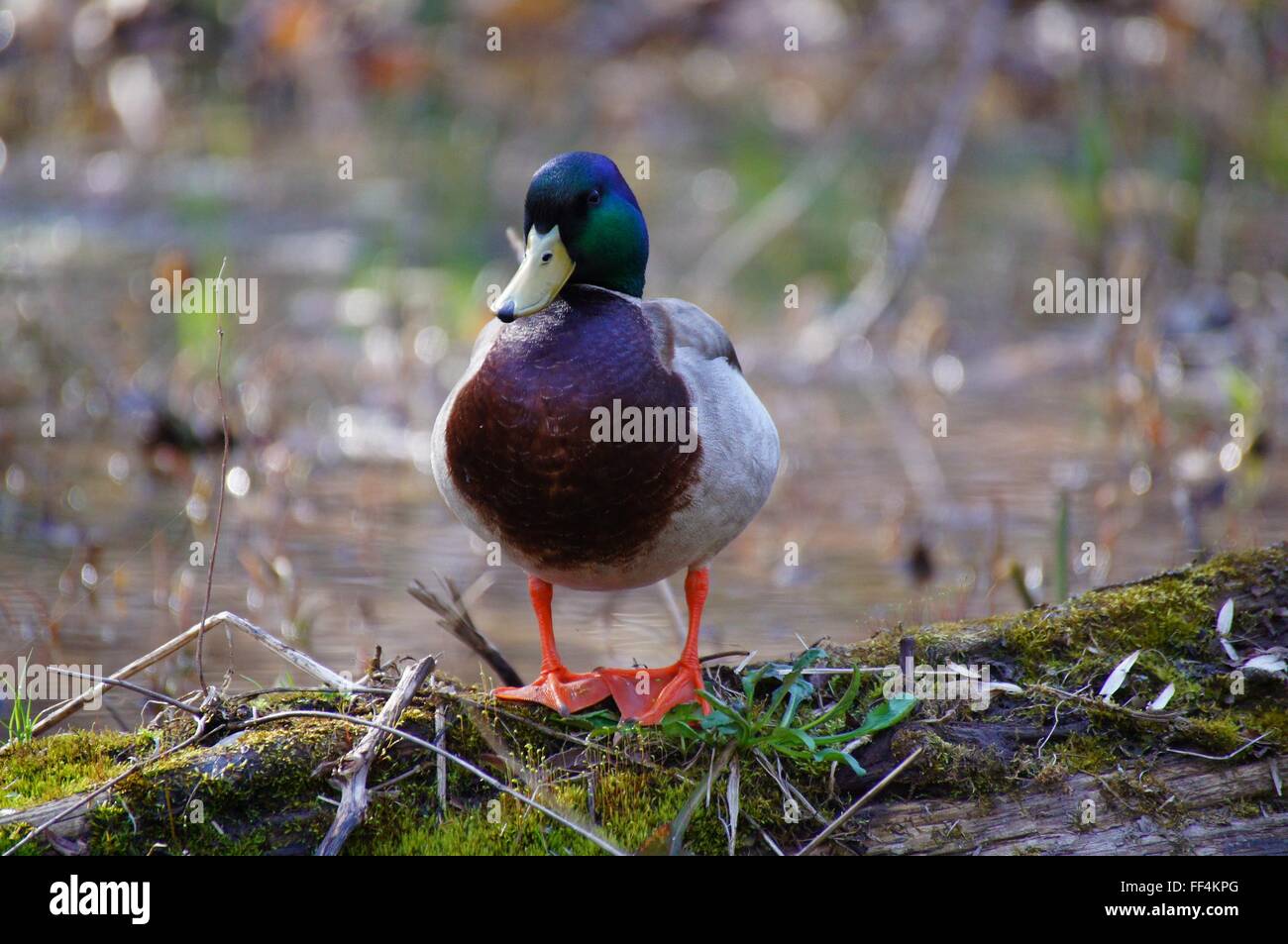 Male mallard duck standing on the rotten log in the water in spring ...
