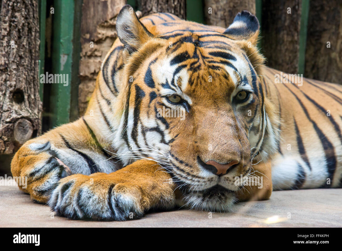 lying tiger looks ahead Stock Photo - Alamy