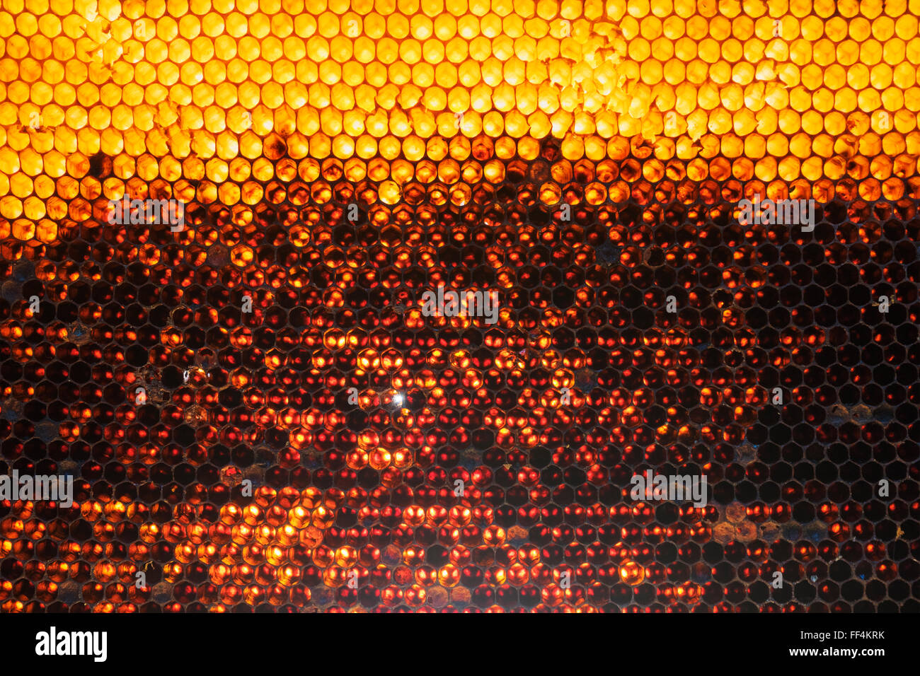 Yellow honeycomb on frame fresh hi-res stock photography and images - Alamy
