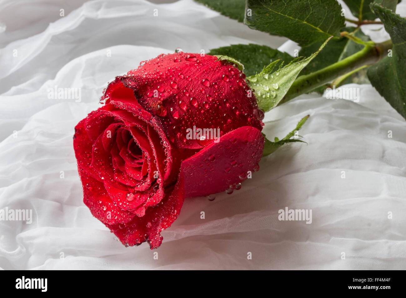 Red Rose With Water Drops Wallpaper